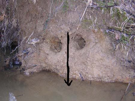 Otter - otter? - Trapperman Forums